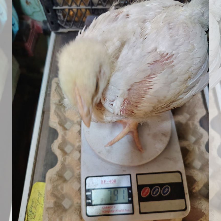 Цыплята бройлеры, индюшата