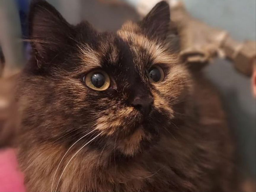 Кошка в добрые руки бесплатно