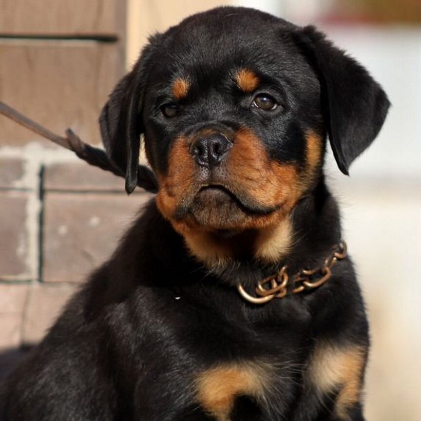Ротвейлер, щенок