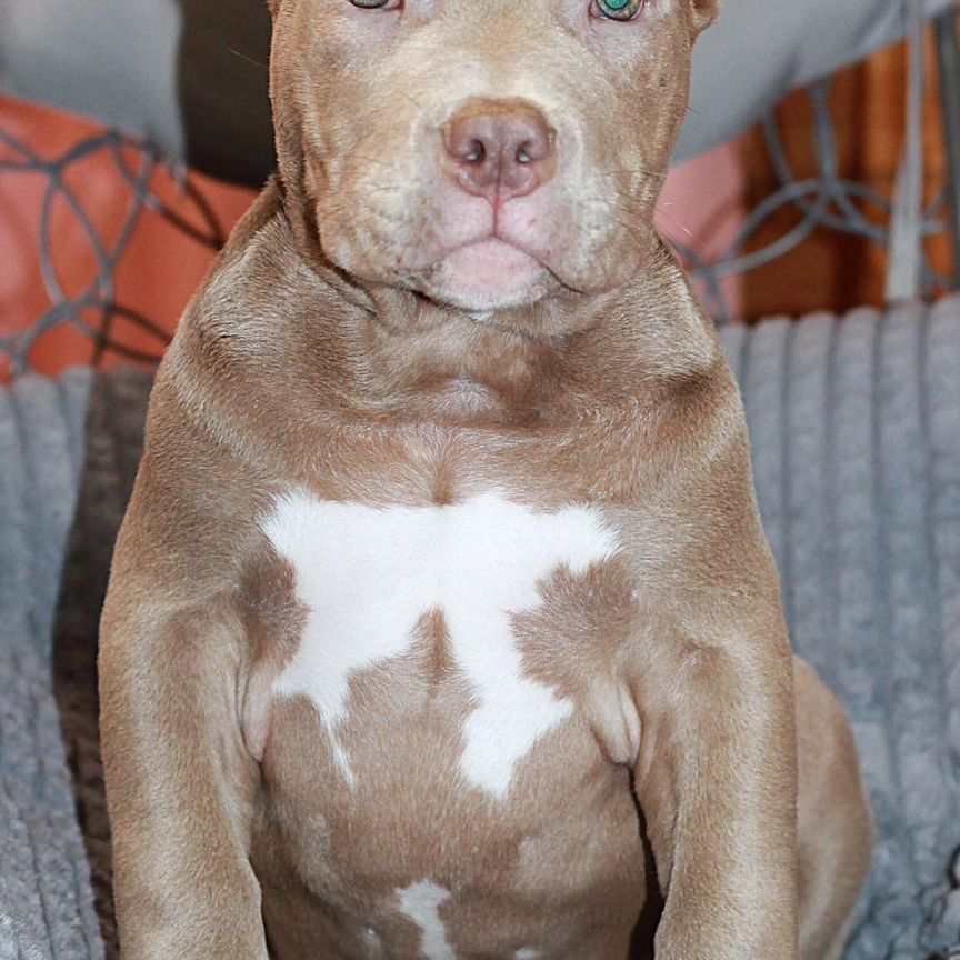 Щенок Американский булля