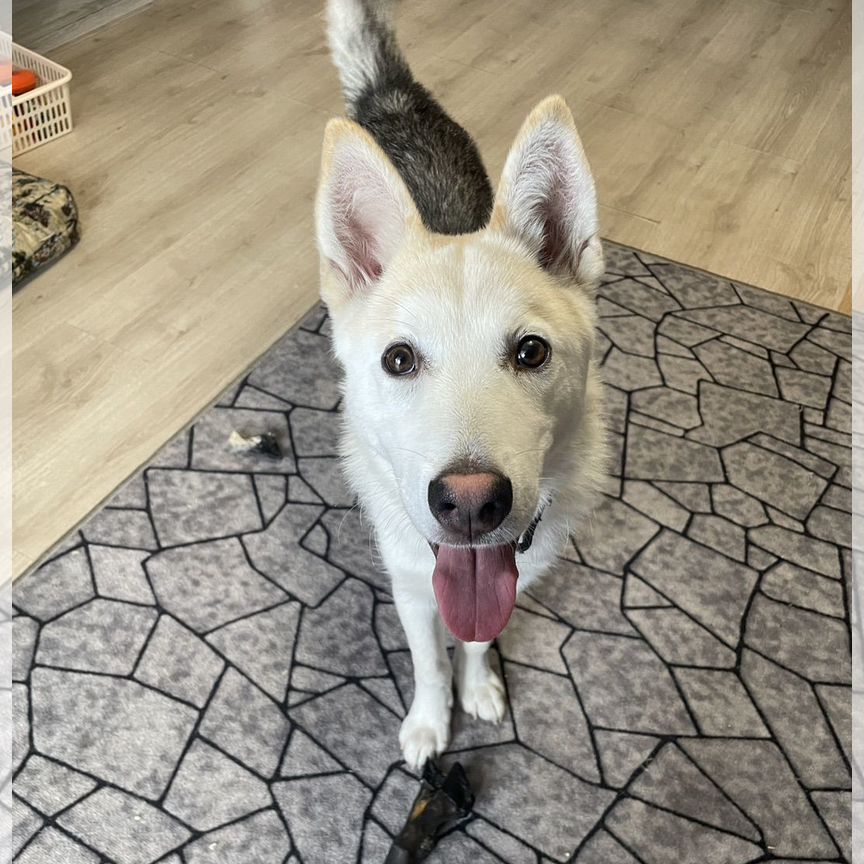 Отдам пса в добрые руки