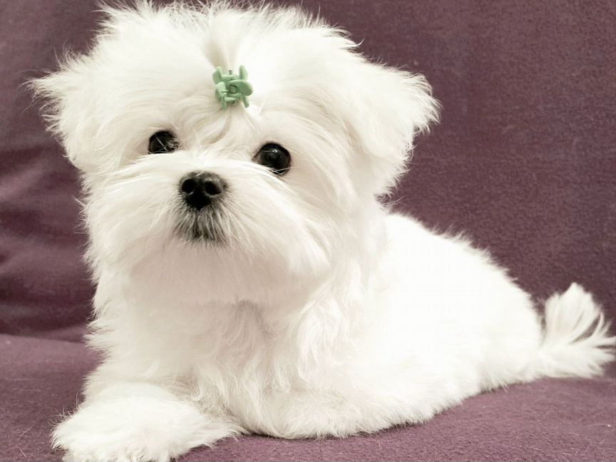 Мальчик Дэнни