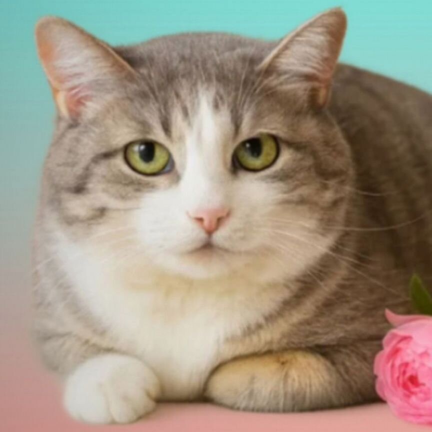 Европейская короткошёрстная кошка, взрослая