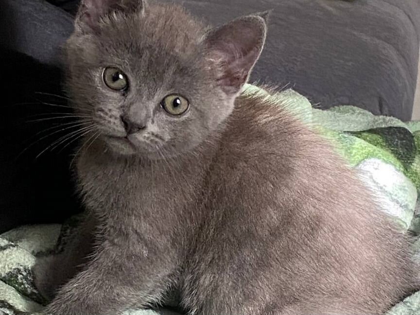 Прелестная девочка в добрые руки