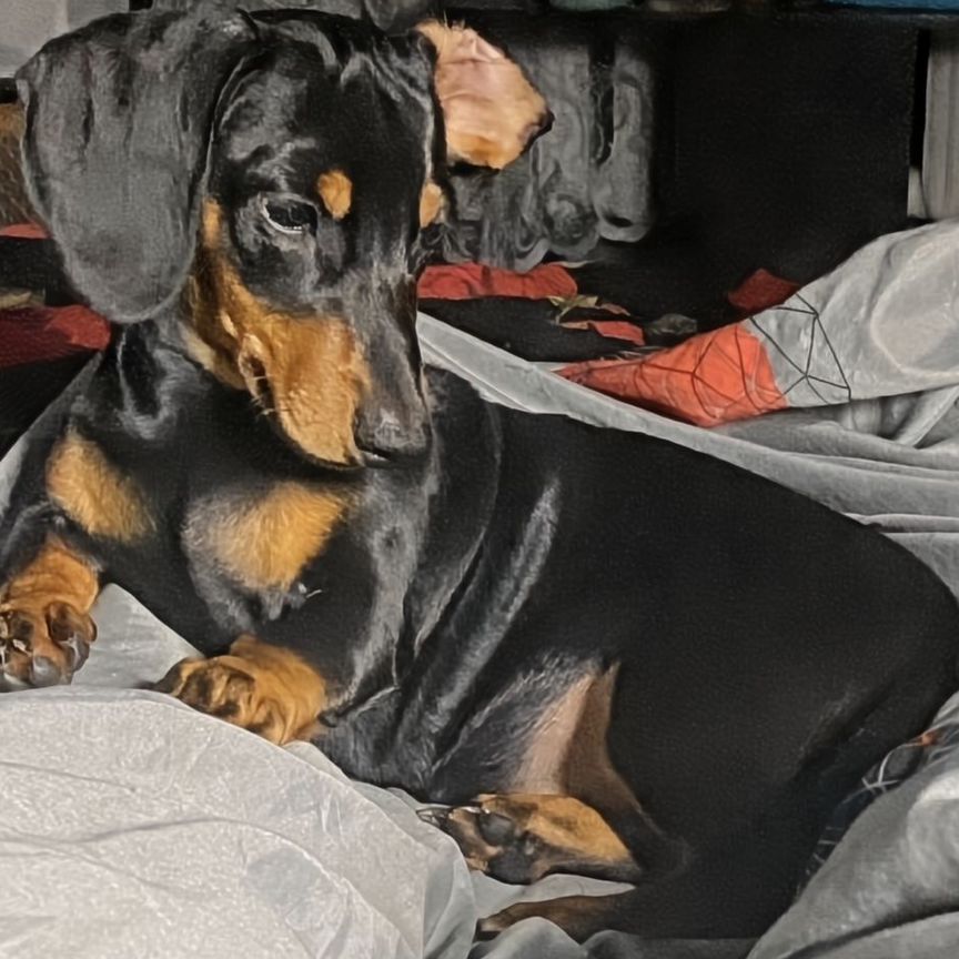 Карликовая такса, щенок