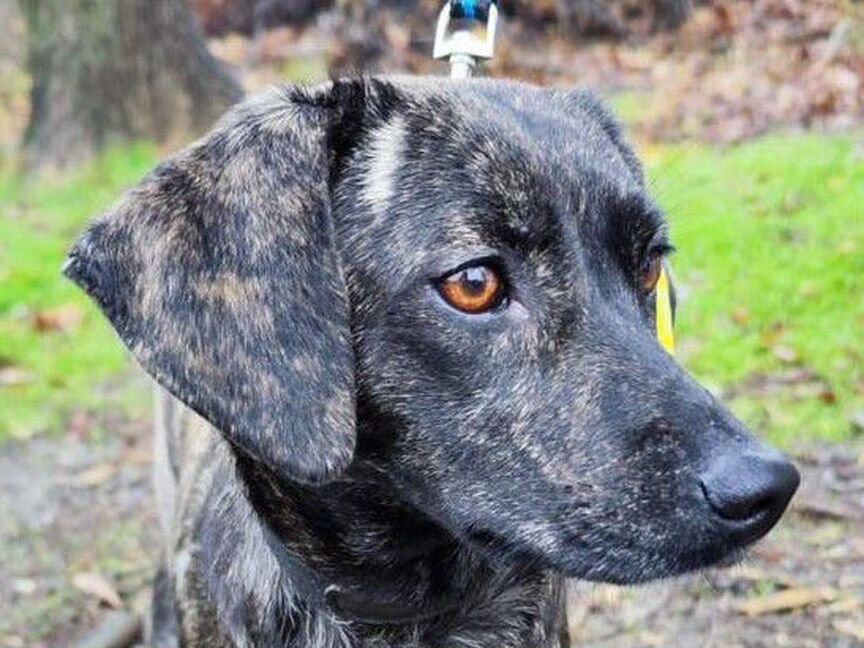 Спасите маленькую собаку