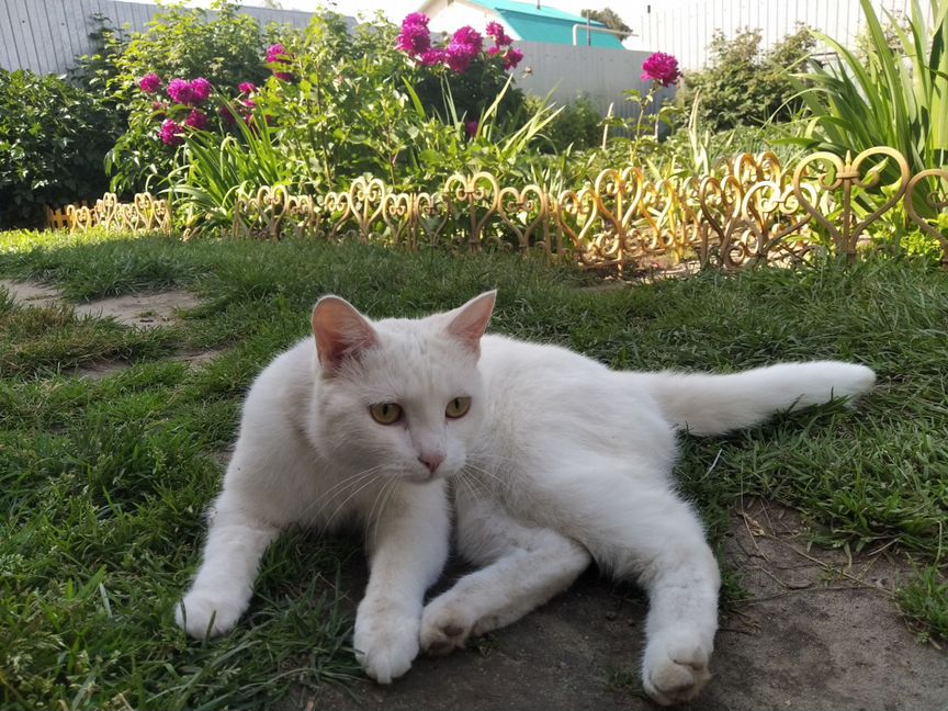 Кошка и кот