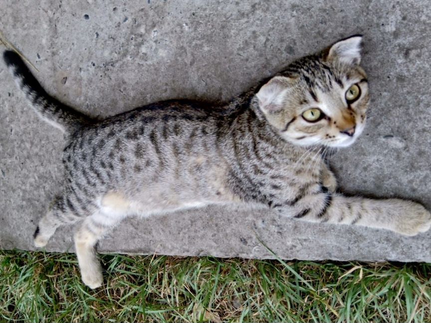 Котята вислоушки и прямоушки