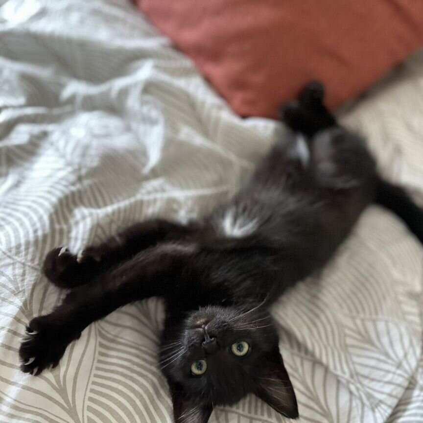 Кошка девочка 3 мес