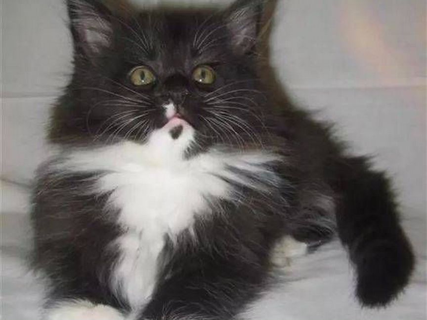 Сибирские маркизики