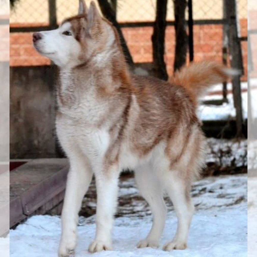 Аляскинский маламут девочка