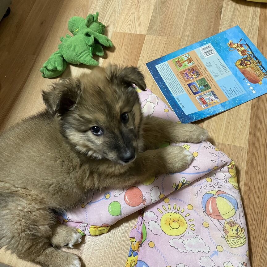 Отдам щенка 3 месяца