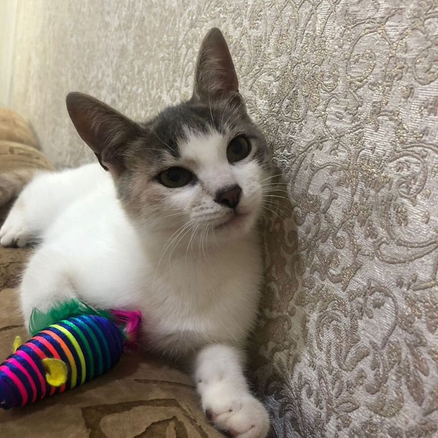 Кошечка котёнок Изюминка в добрые руки
