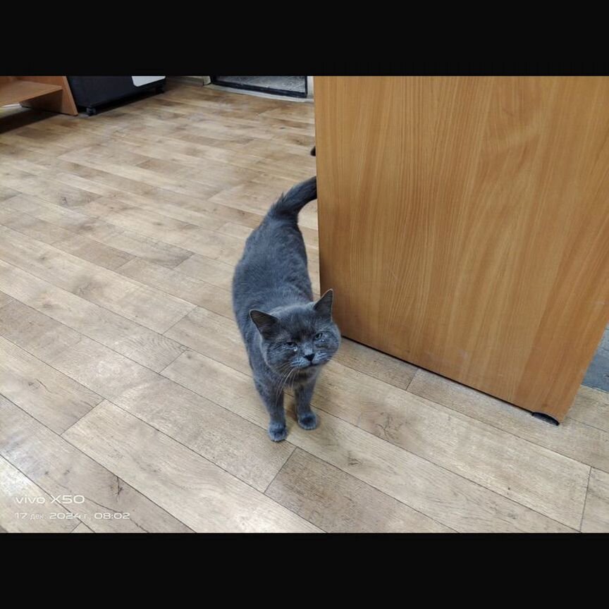 Кот британец ищет дом