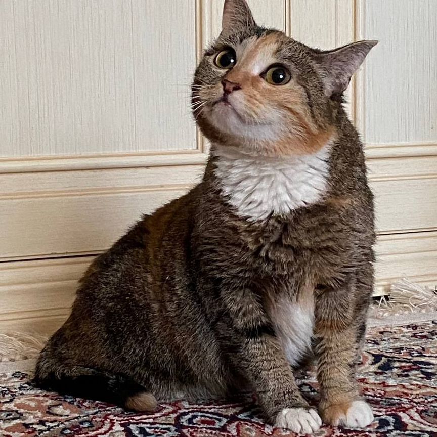 Трехцветная кошечка в добрые руки