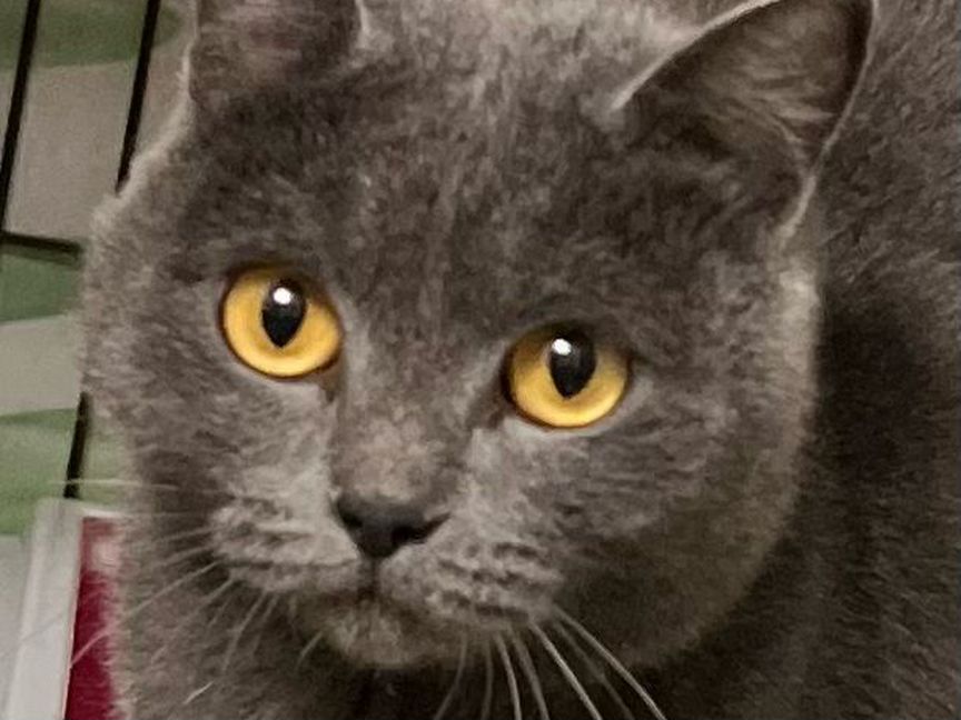 Молоденькая кошечка ищет дом