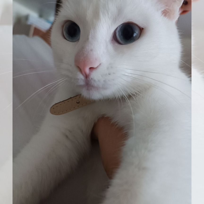 Кошка