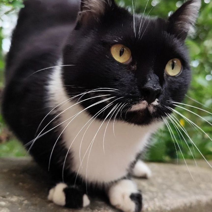 Кошка в дар