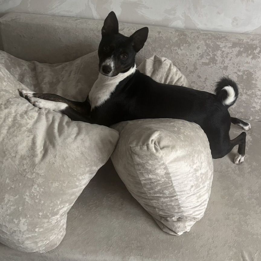 Басенджи, взрослый пёс