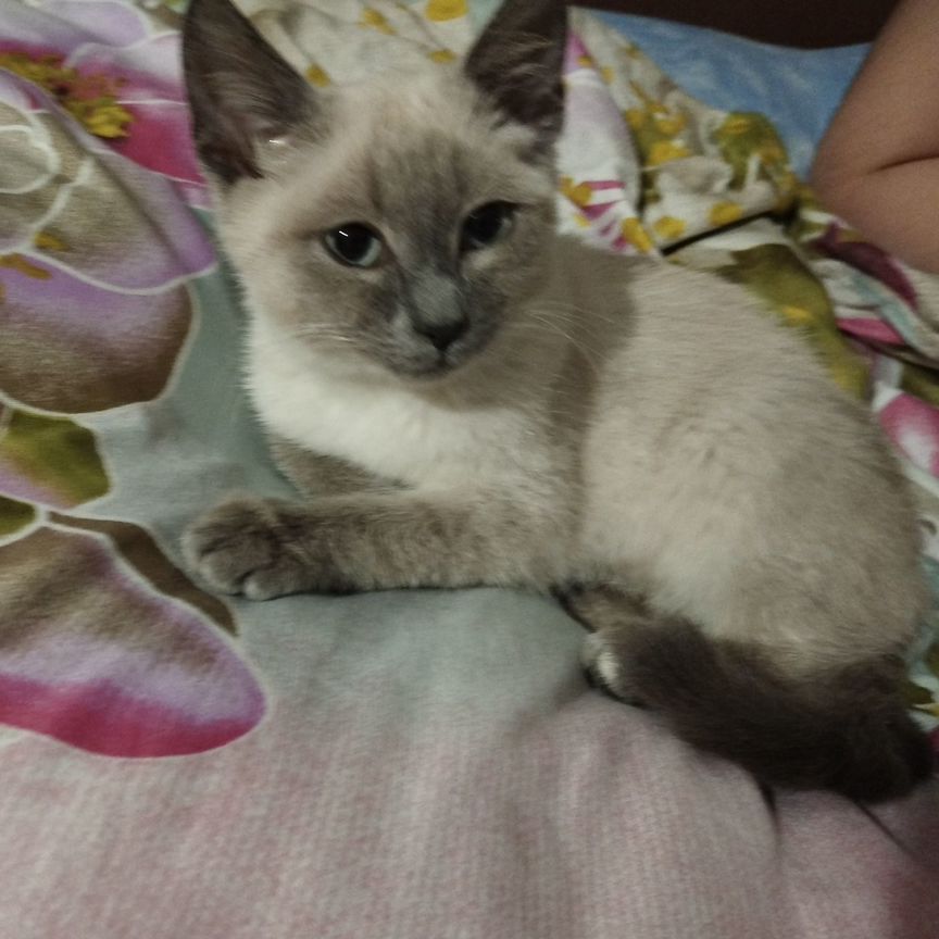 Отдам котенка в хорошие руки