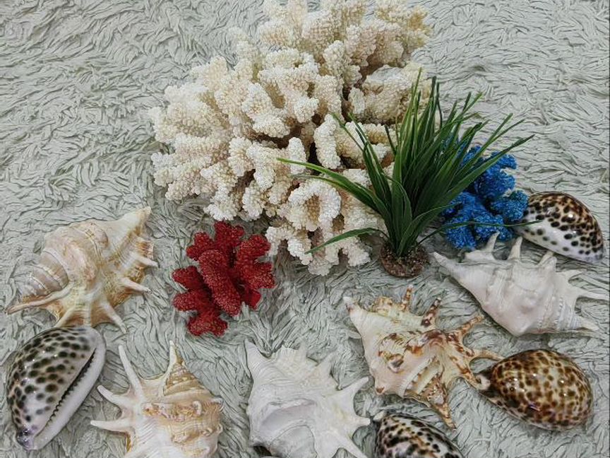 Кораллы и морские раковины