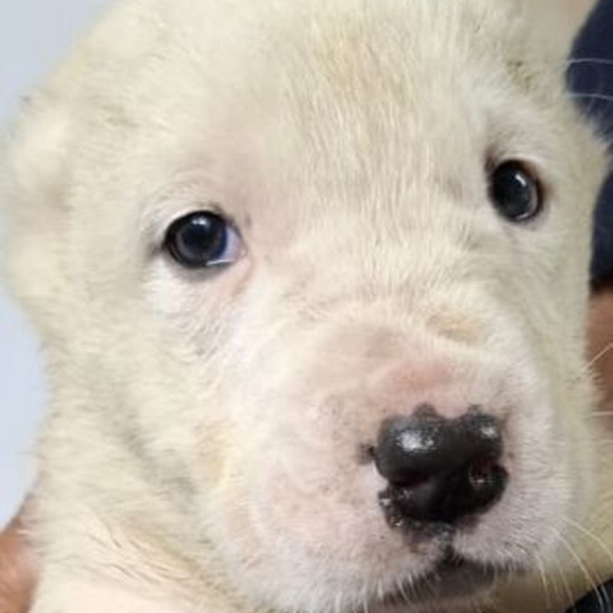 Щенки алабая