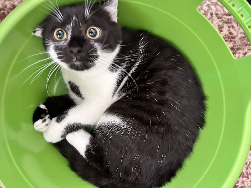 Кот