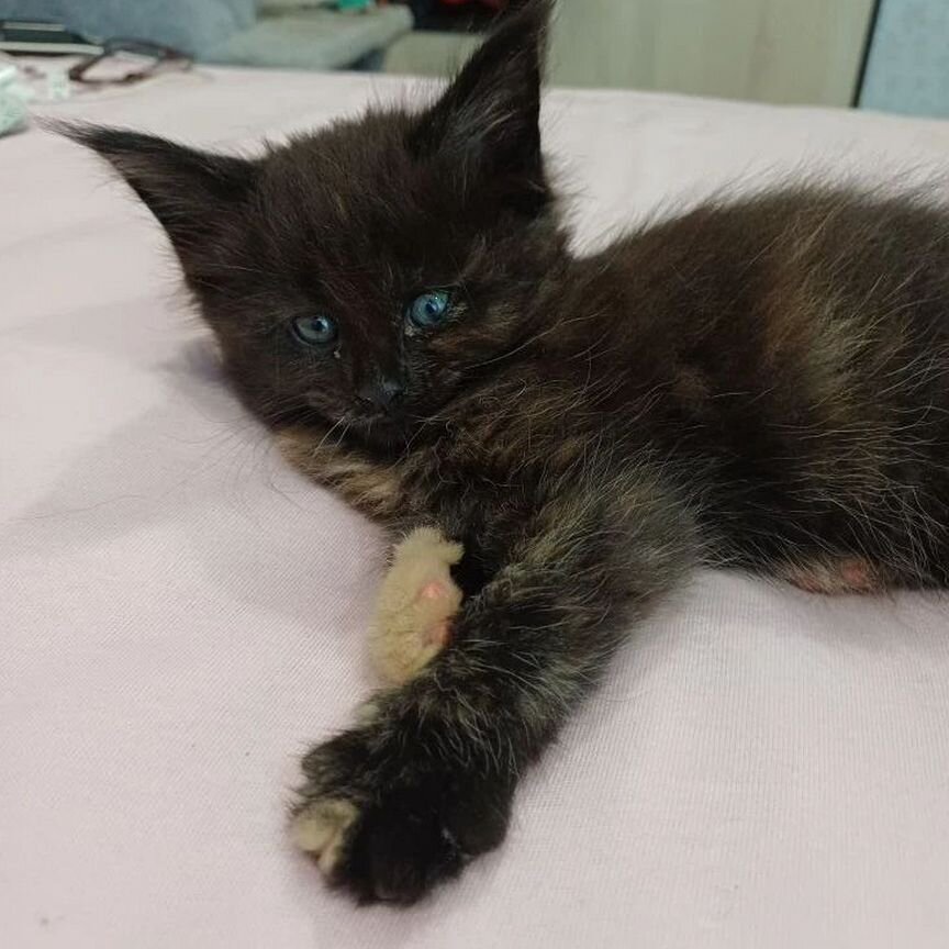 Мейн-кун котёнок