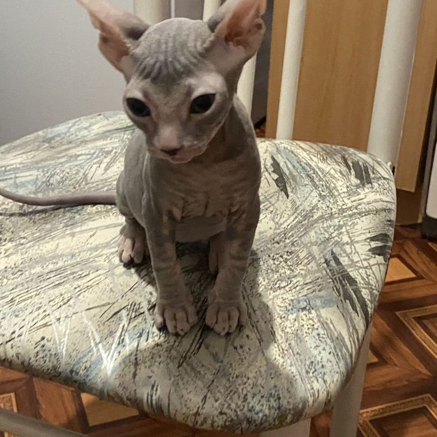 Донской сфинкс котёнок