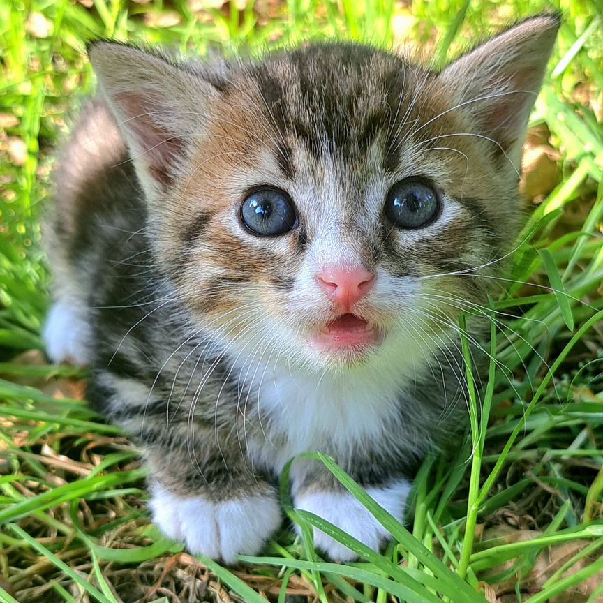 Милейший котенок мальчик в поиске дома