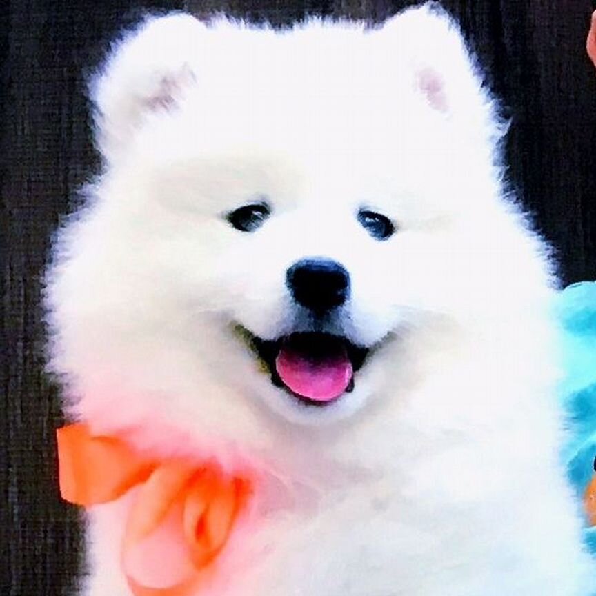 Замечательные щенята самоедской лайки