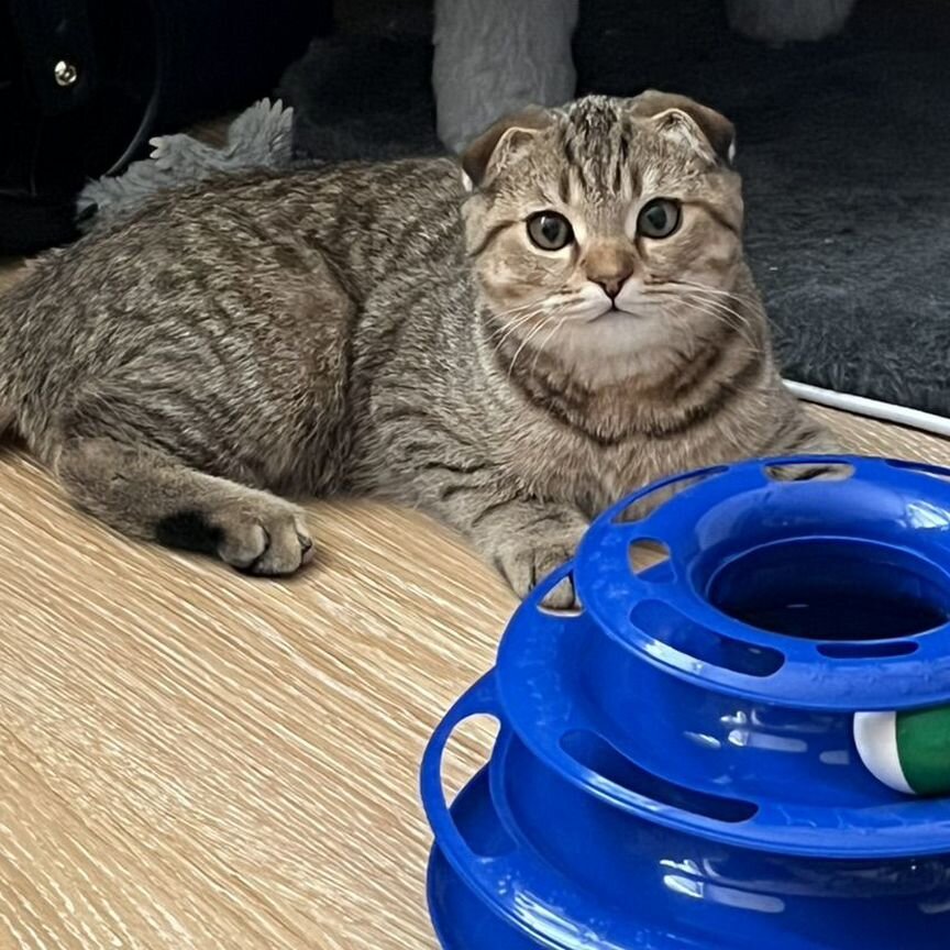 Шотландский вислоухий кот