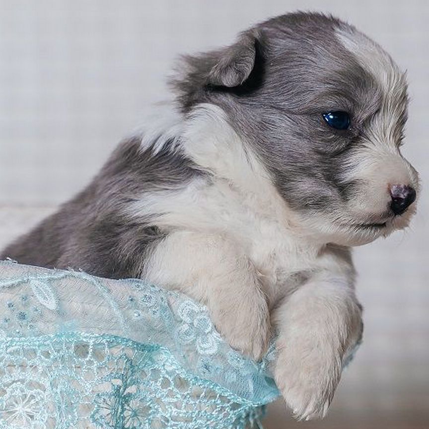 Бордер-колли, щенок