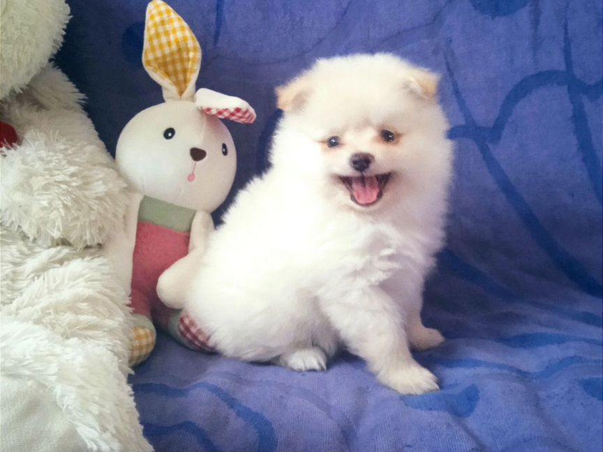 Мальчики малого шпица