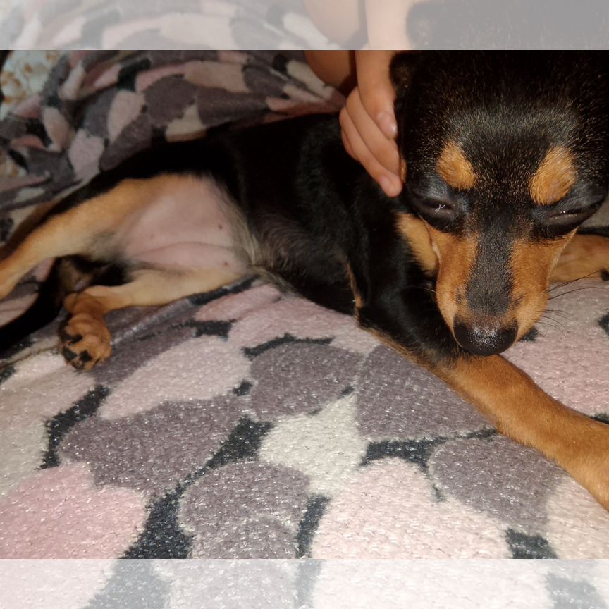 Русский той-терьер, щенок