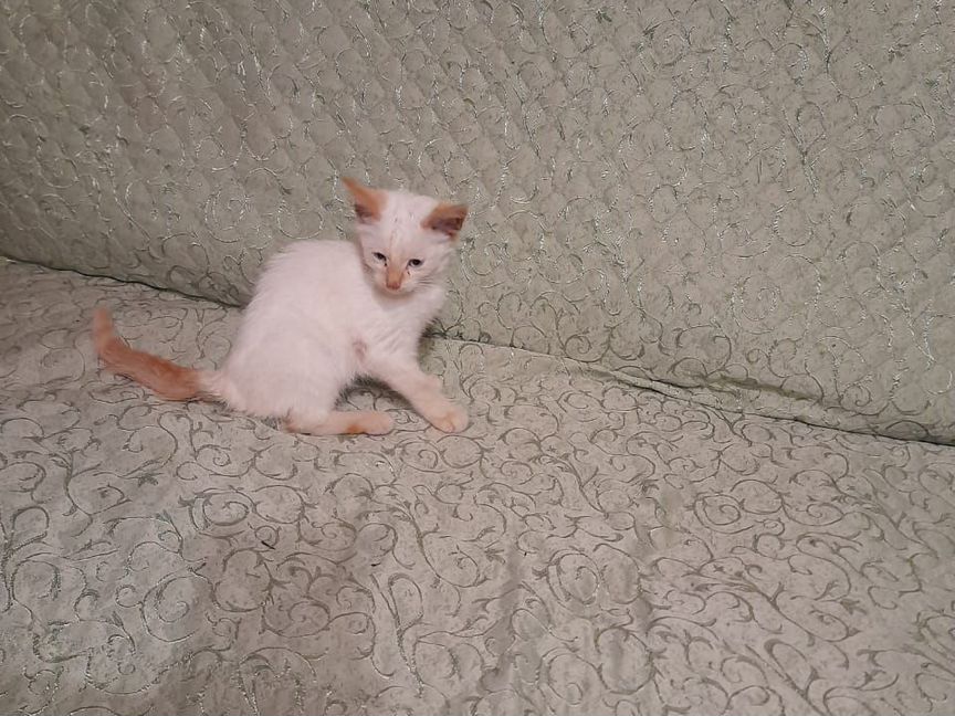 Белоснежный котёнок с рыжими ушками