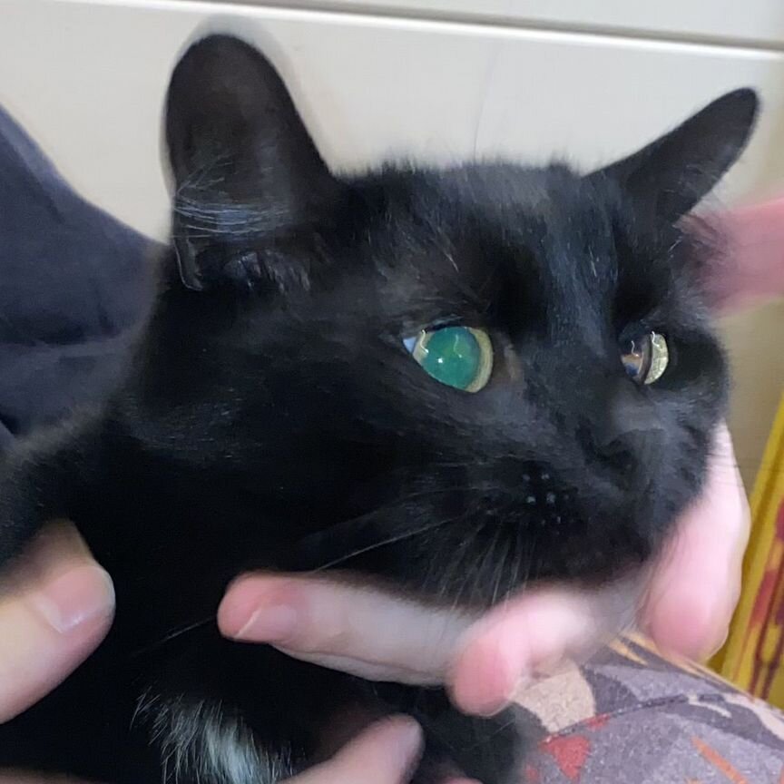 Очаровательный ведьминский котик