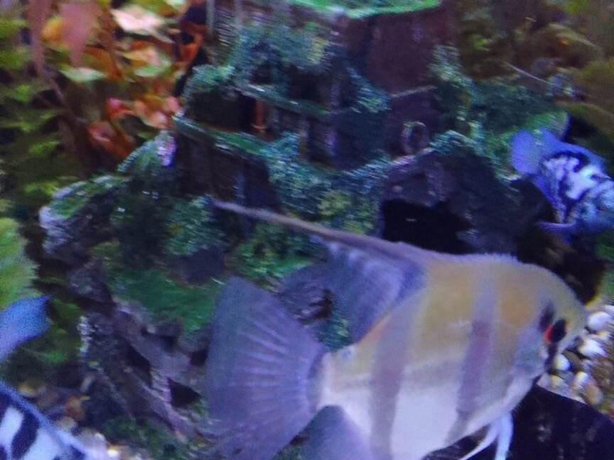 Аквариумные рыбки