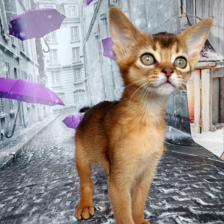 Абиссинская девочка