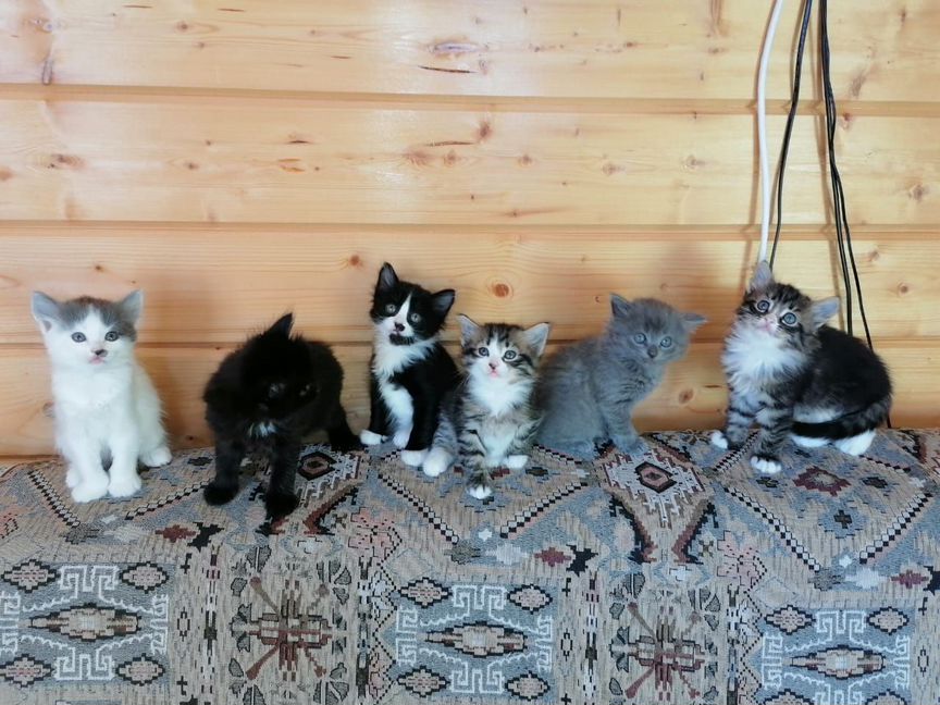 Котята в добрые руки