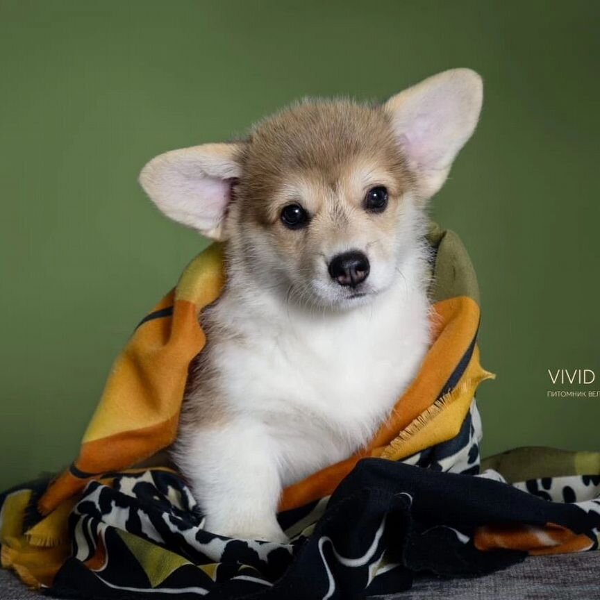 Высокопородный мальчик Вельш Корги пемброк