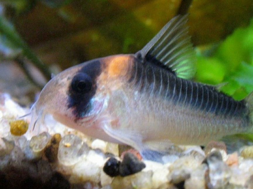 Аквариумные рыбки. Доставка