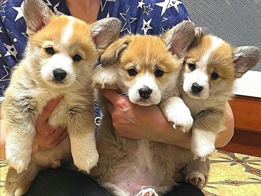 Шикарные щенки вельш корги пемброк