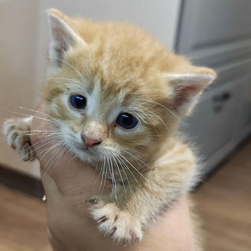 Рыжий котенок мальчик