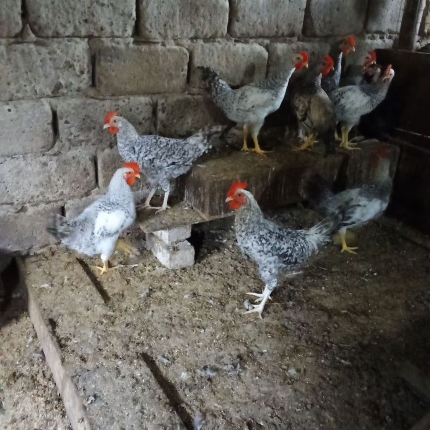 Молодые петушки