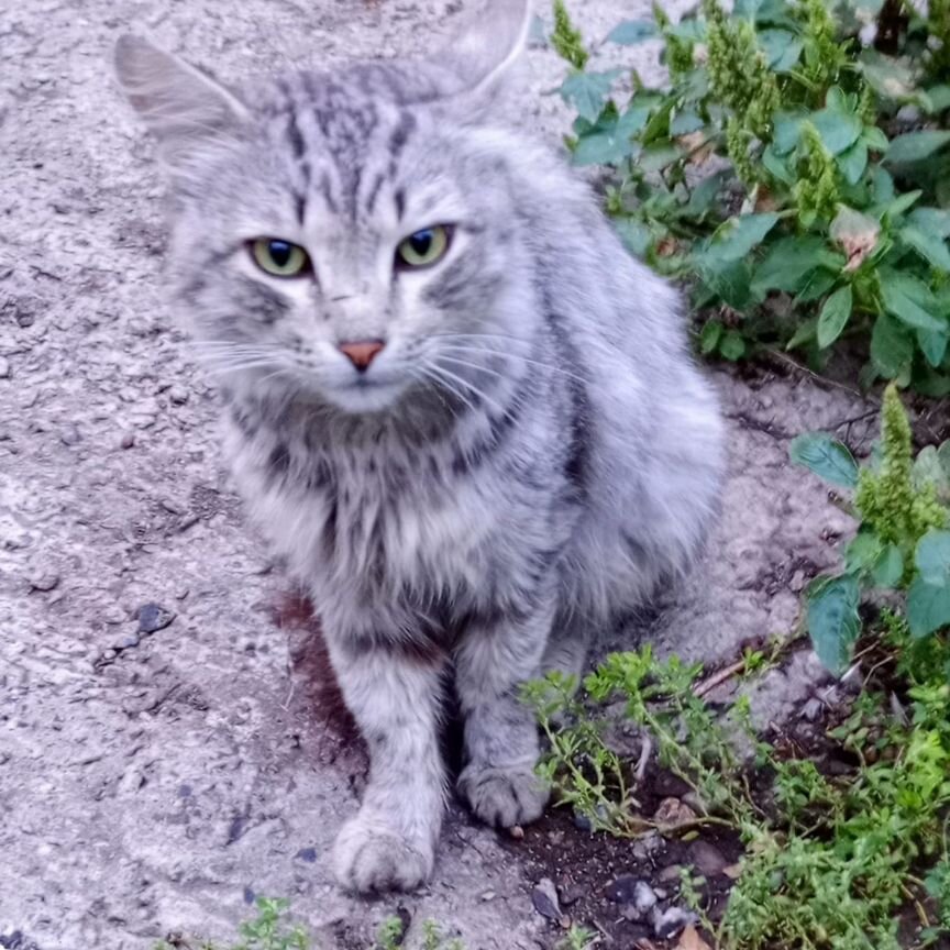 Пропадает на улице кот