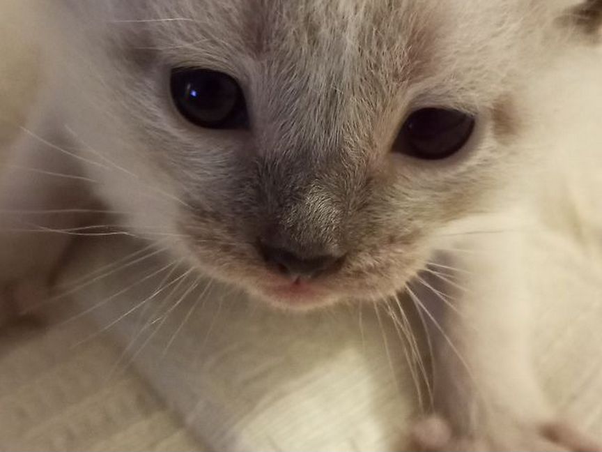 Котята сиамскийе/тайские