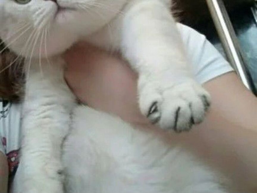 Серебристая шиншилла вязка