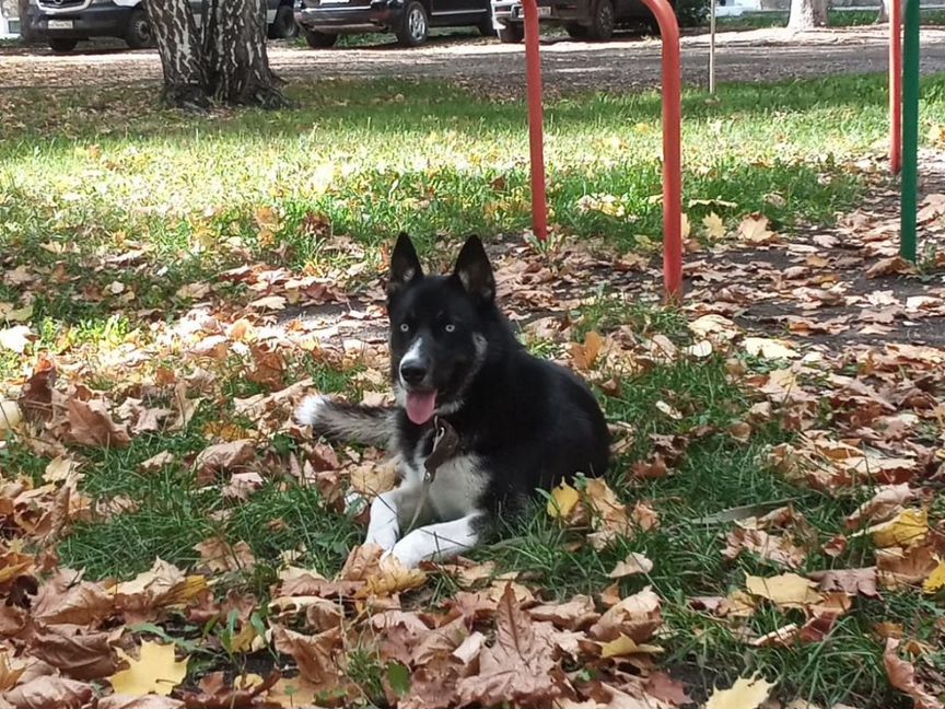 Метис лайки: с голубыми глазами