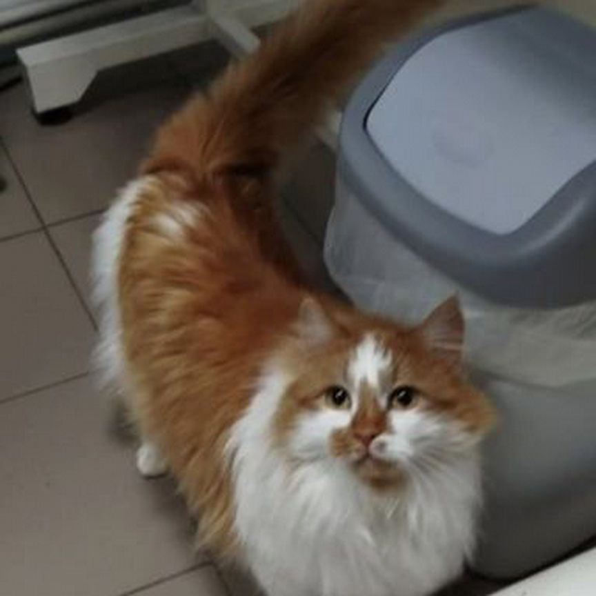 Взрослая, кошка в добрые руки